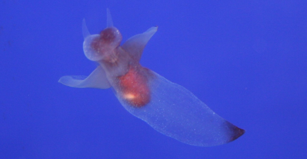 I sea angels, il business del domani - Tegamini, il blog di Francesca ...